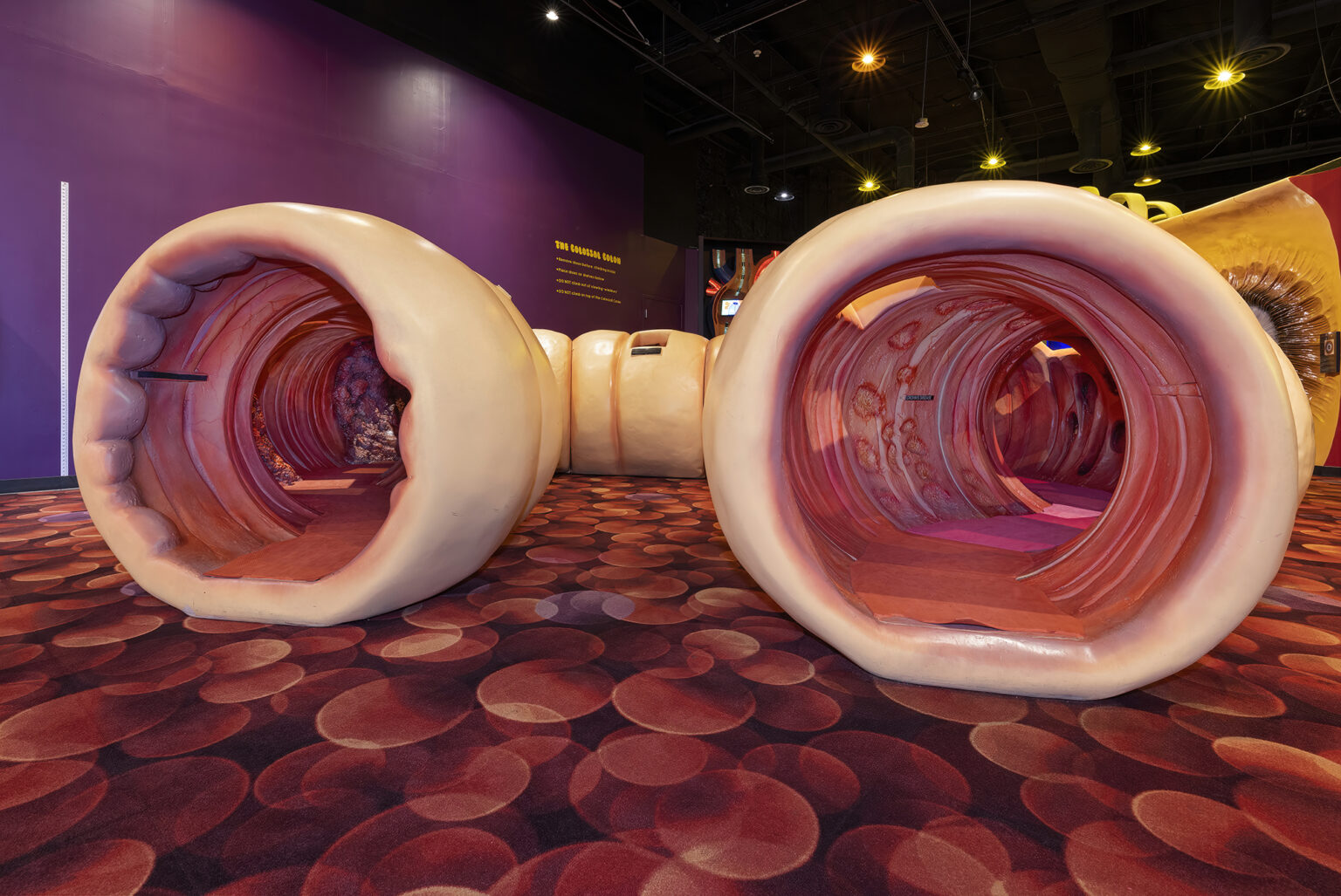 Amazing Body Gallery - The Health Museum