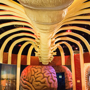 Exhibits - The Health Museum