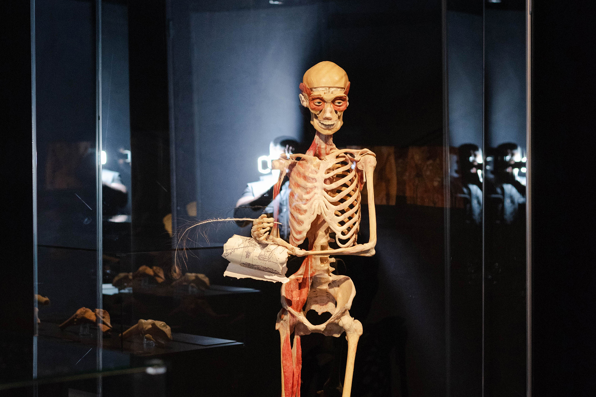 Body Worlds 101: The Core of Life - The Health Museum